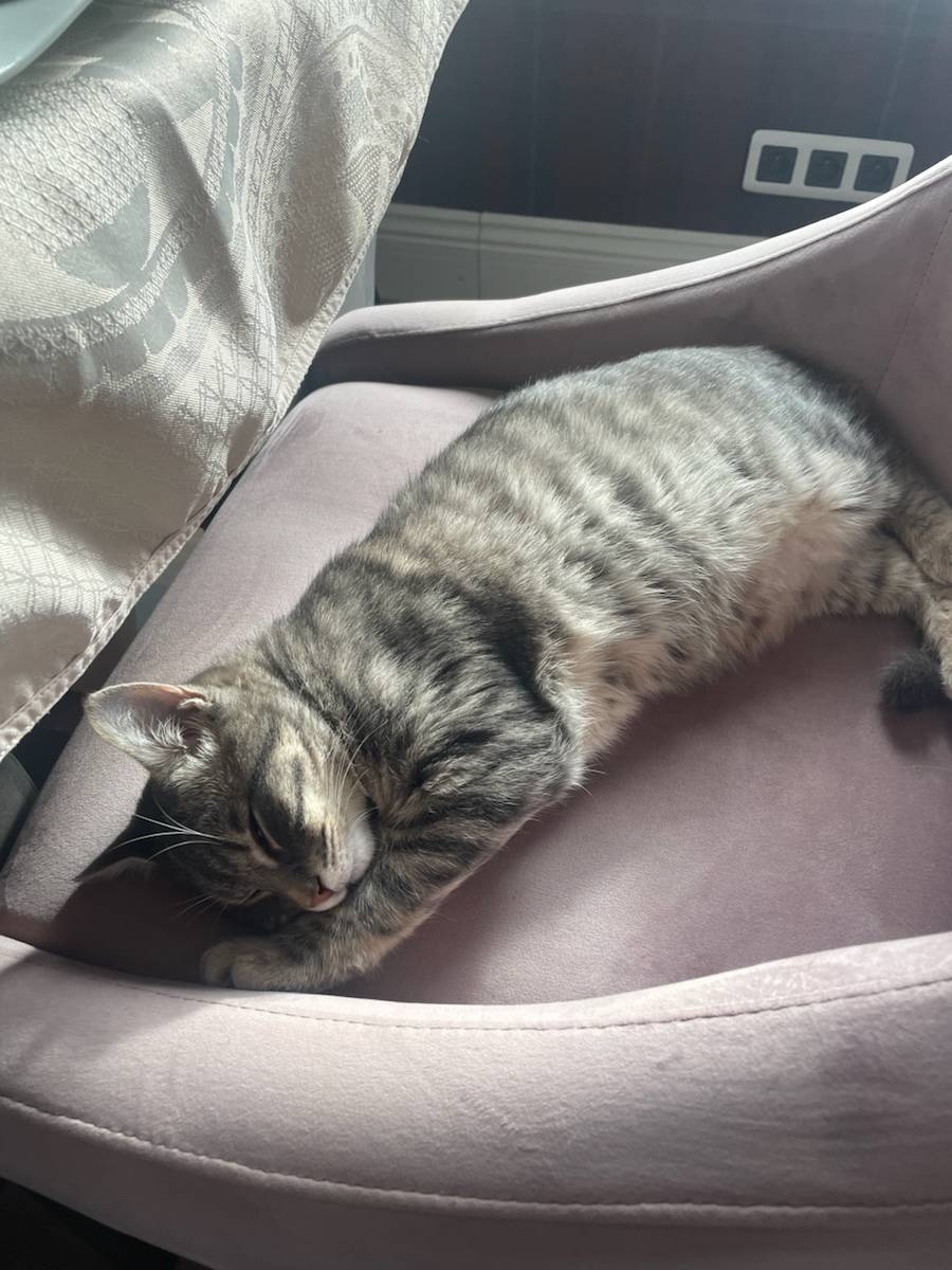 Petit chat de 9 mois à adopter sur Gens de Confiance