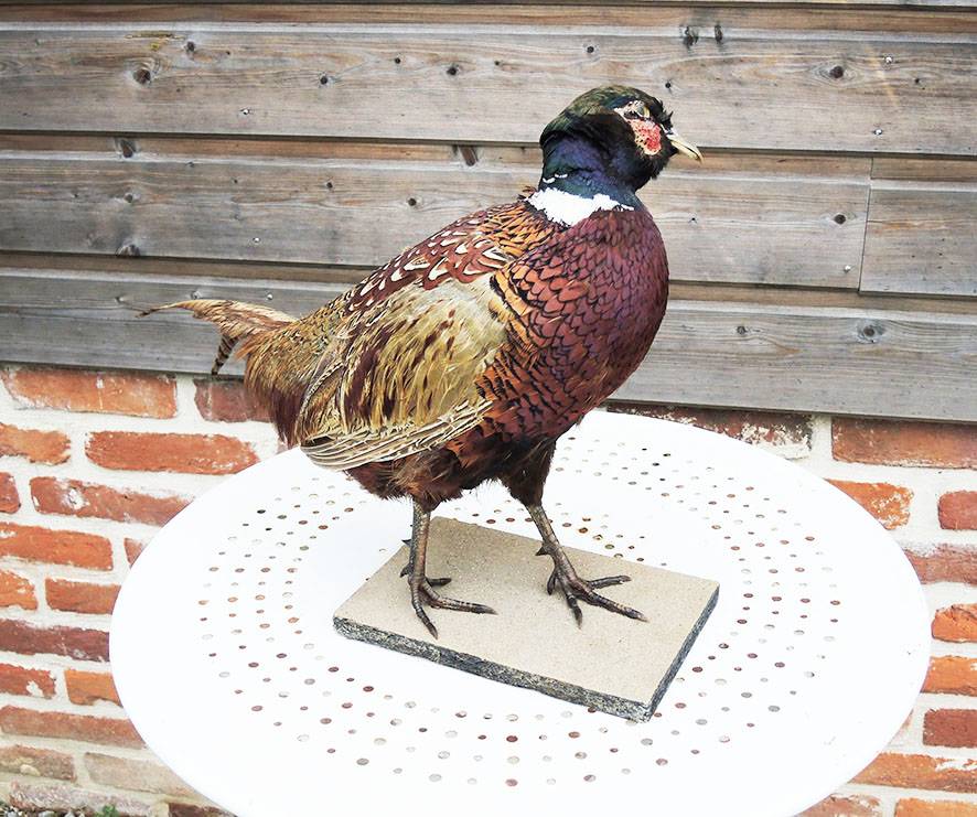 Ancien Faisan Naturalisé / Empaillé / Taxidermie sur Gens de Confiance
