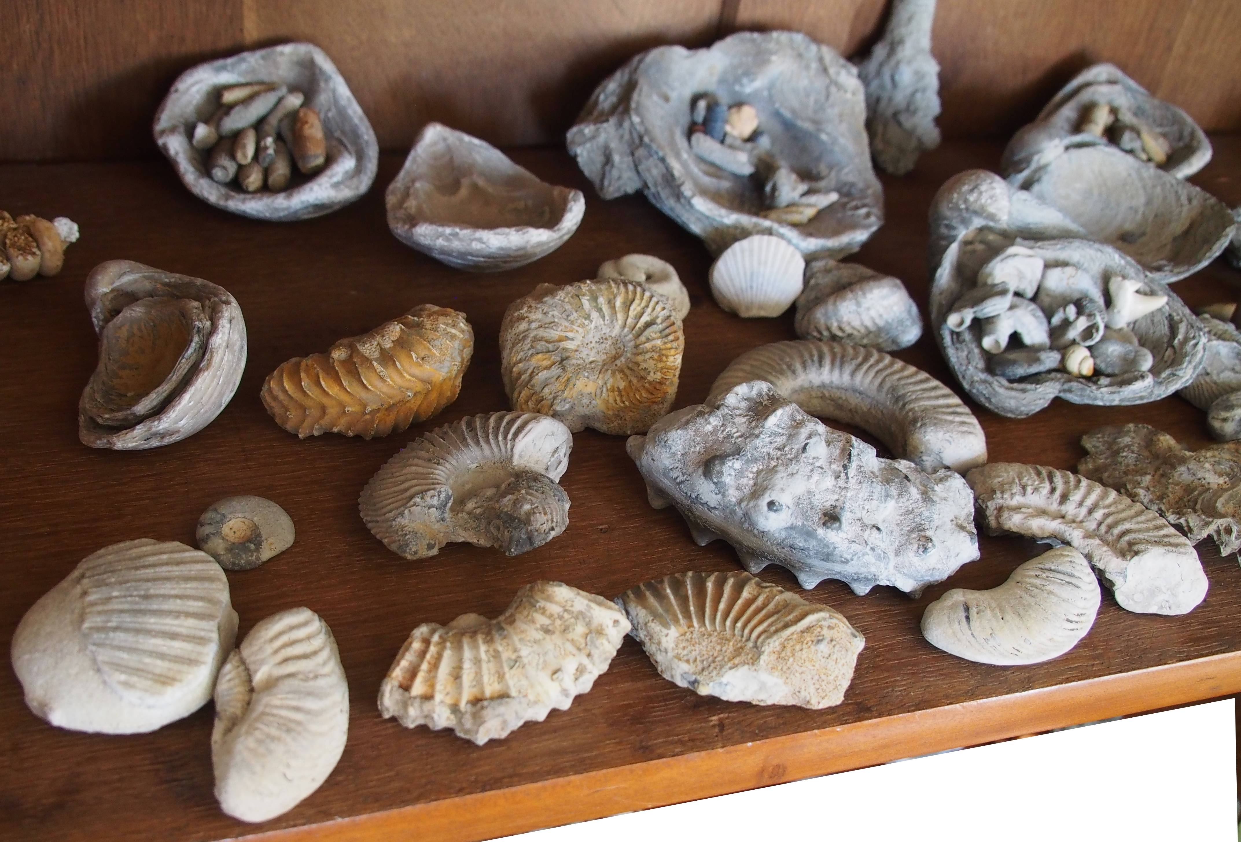 Collection de fossiles : ammonites, bélemnites, bois fossilisé etc ...