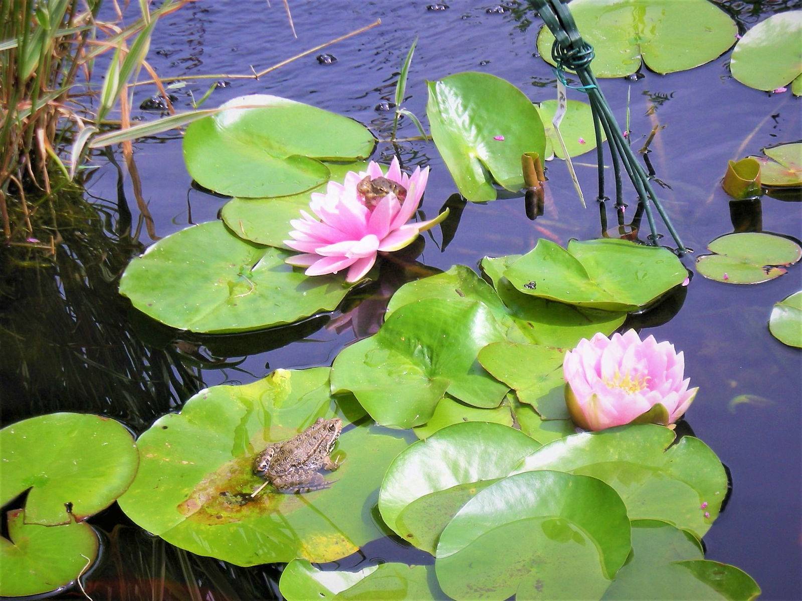 Communication Horticulture Ecologie Nature Environnement : C.H.E.N.E on ...