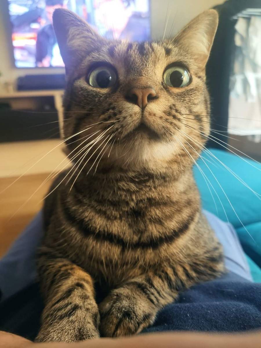 Recherche garde pour chat sur Gens de Confiance