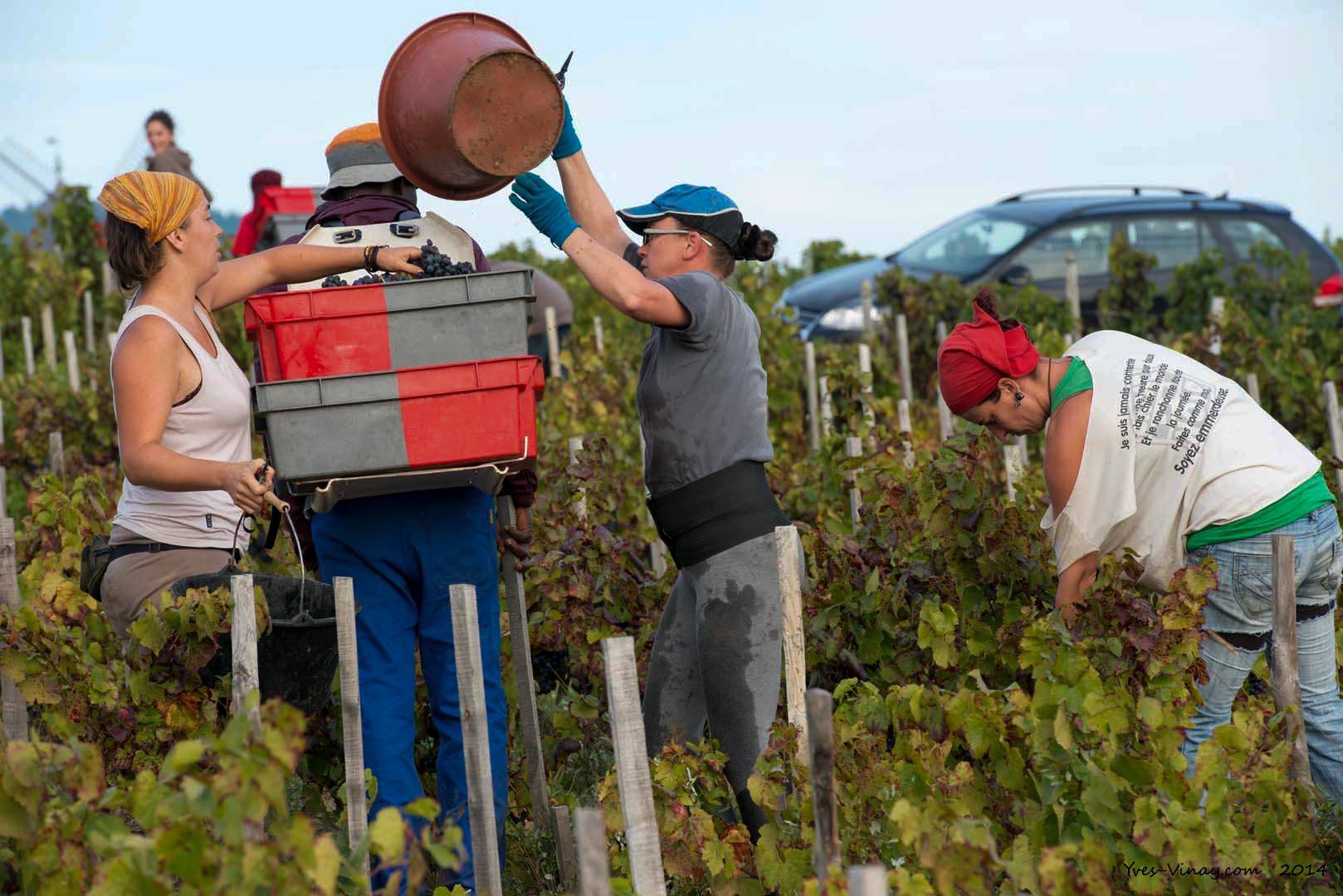 Recherche Vendangeur Pour La Premi re Semaine De Septembre En Beaujolais On Gens De Confiance recherche-vendangeur-pour-la-premi-re-semaine-de-septembre-en-beaujolais-on-gens-de-confiance