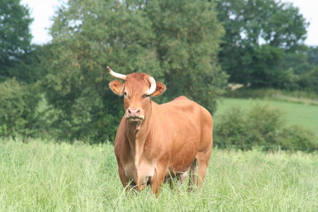 Vente directe : boeuf, veau, agneau, volailles, épeautre, chataigne on Gens de Confiance