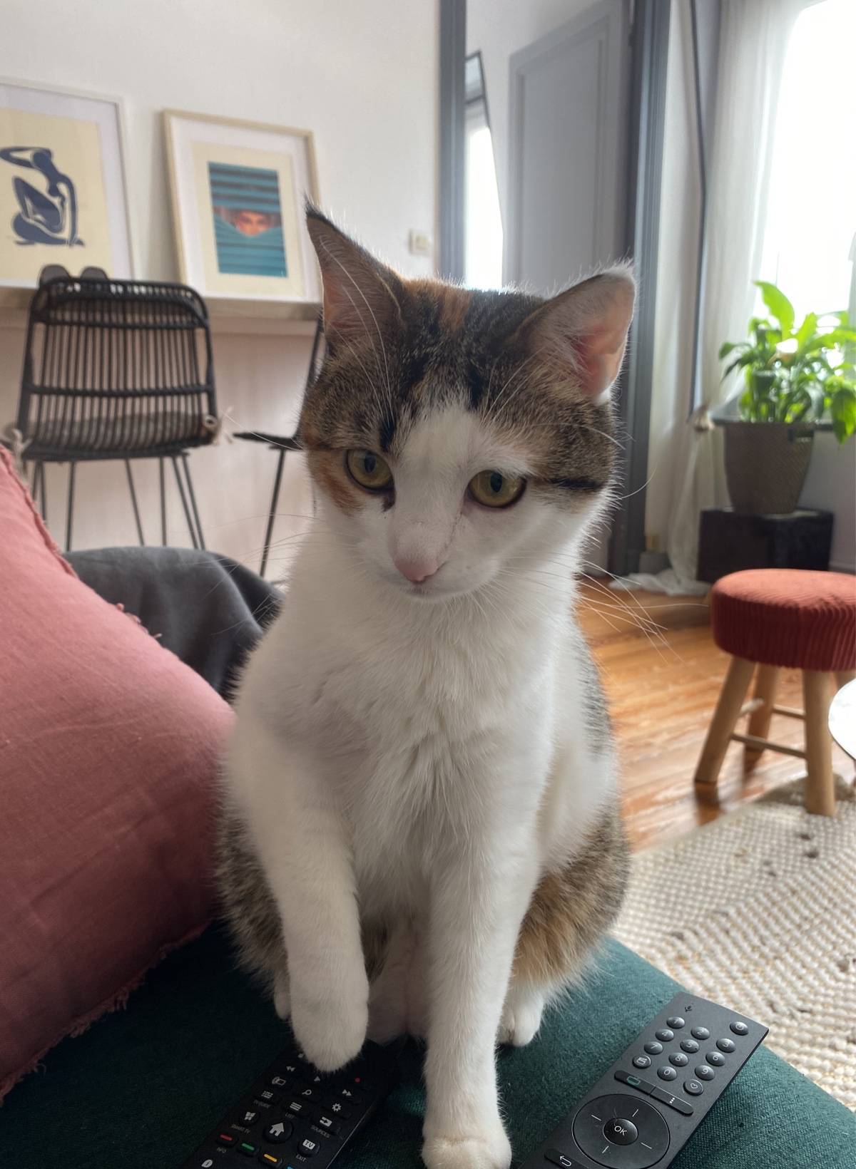 Visiter mon chat en Août 🐱 on Gens de Confiance